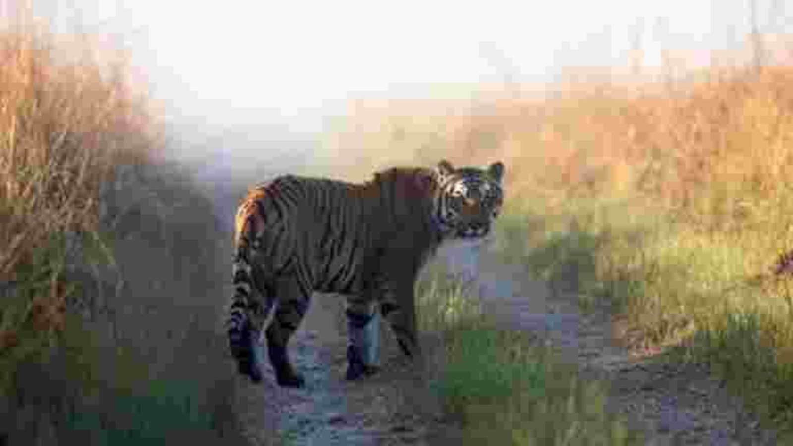 No mobiles for guides, gypsy drivers inside Corbett Tiger Reserve ...