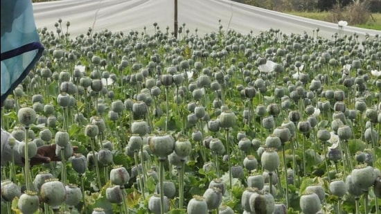 Farmers involved in opium cultivation in Bihar’s Gaya to get help to ...