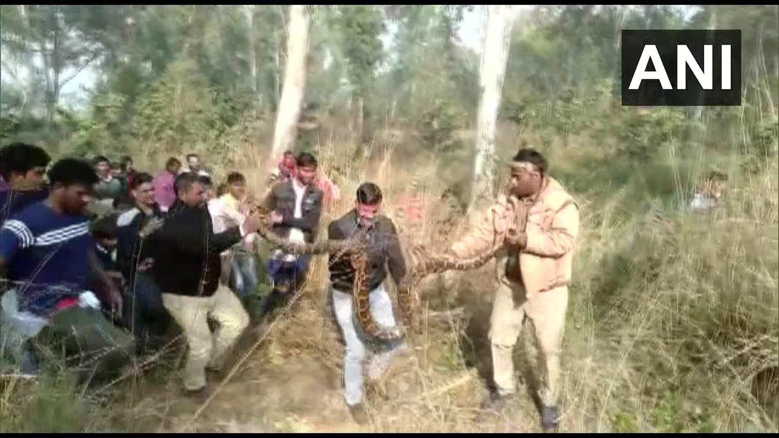 Officials rescue 12-foot-long python in Aligarh, Uttar Pradesh | Trending