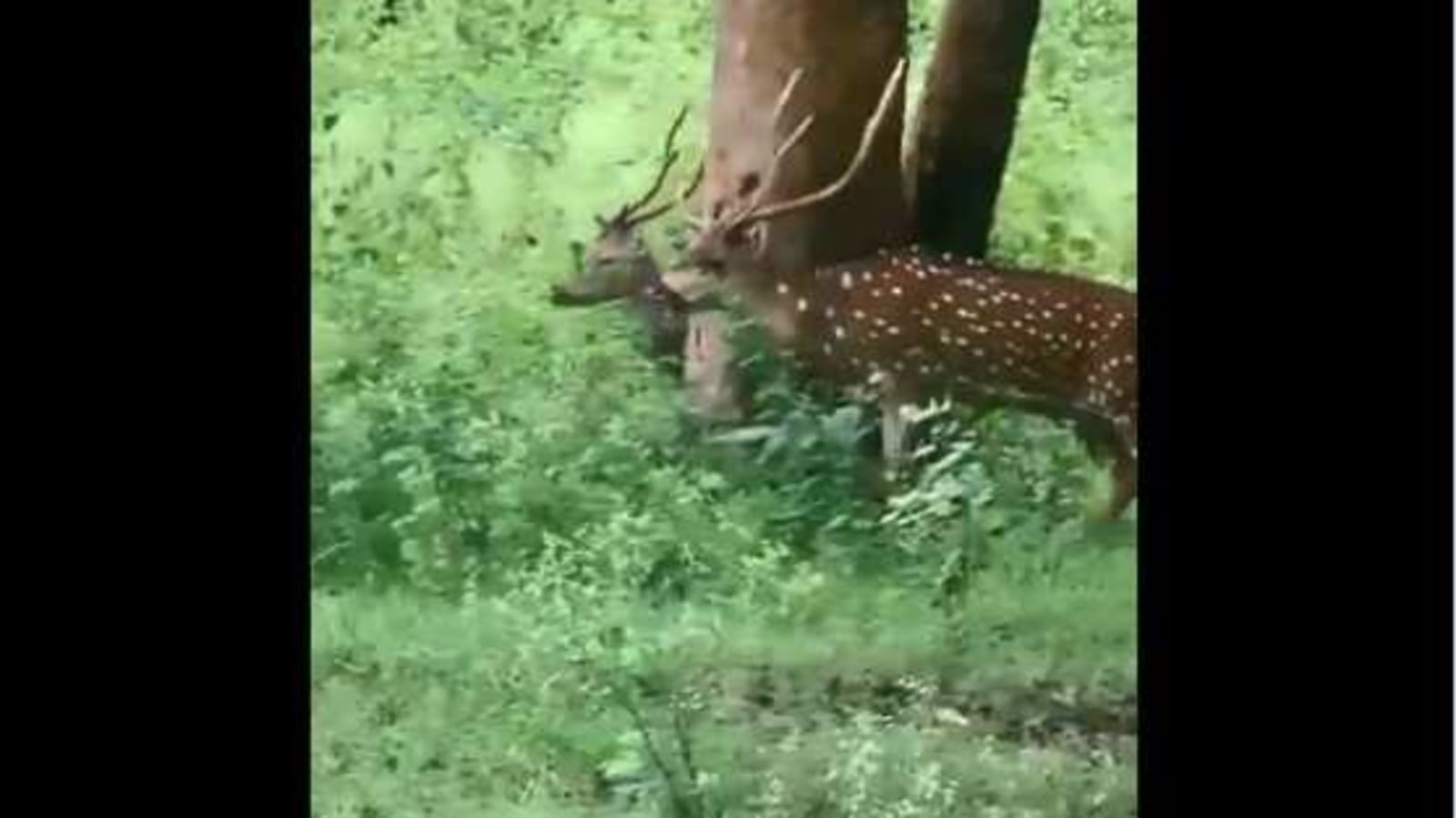 Deer gracefully walk in deep woods, video is amazing to watch | Trending