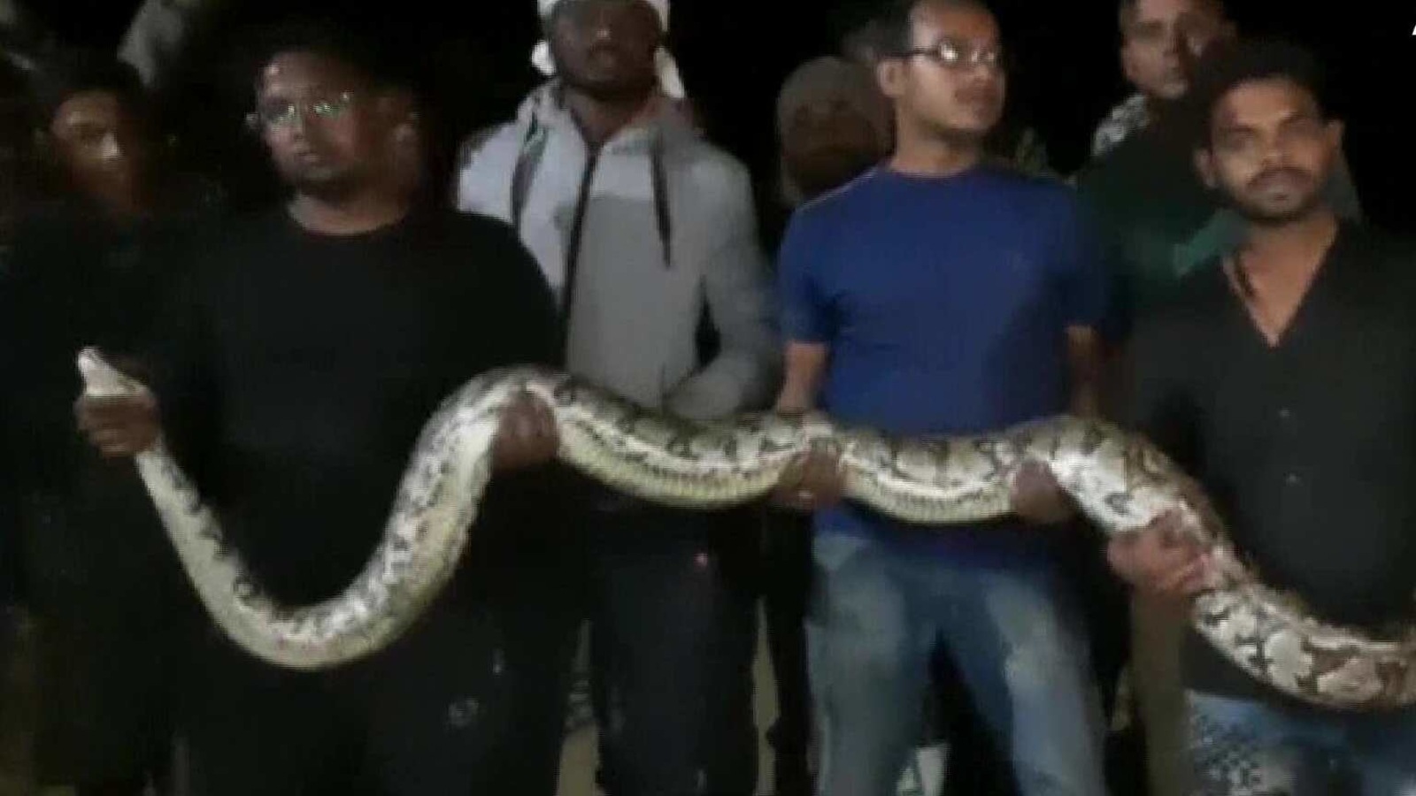 Two giant pythons rescued from inside a JCB in Odisha | Trending