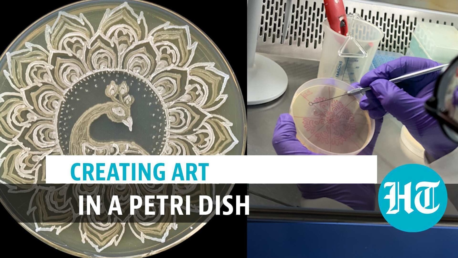 Award-winning art in a petri dish | Hindustan Times
