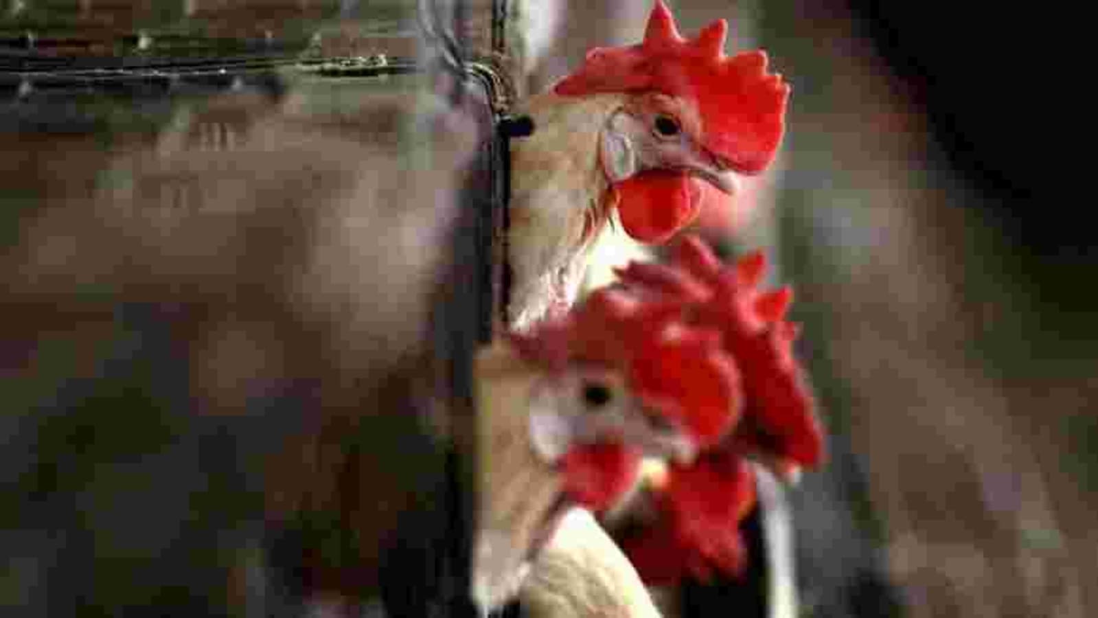 After J&K govt lifts poultry ban, crow samples found positive in 4 ...