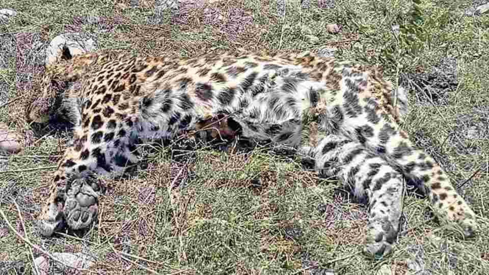 Five held in Kerala for killing leopard and eating its meat | Latest ...
