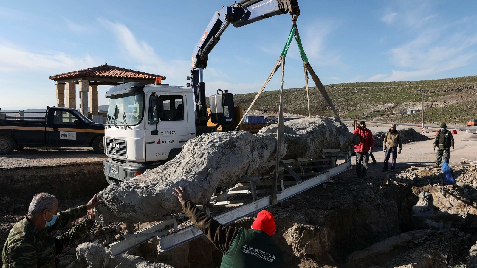 20-million-year-old fossilised tree discovered by scientists in Greece ...