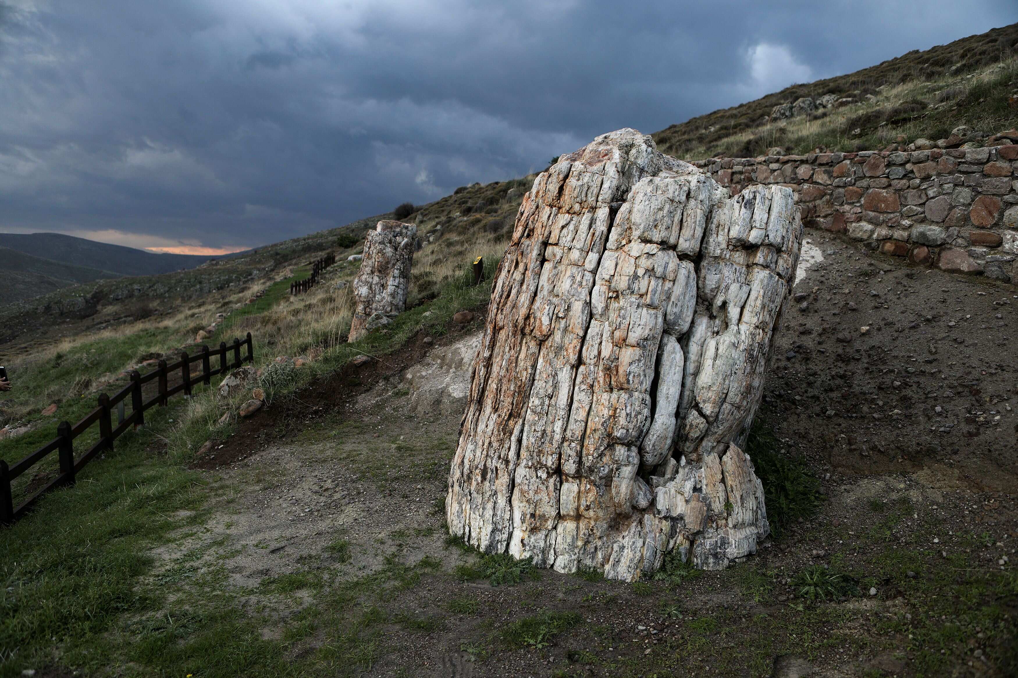 20-million-year-old fossilised tree discovered by scientists in Greece ...