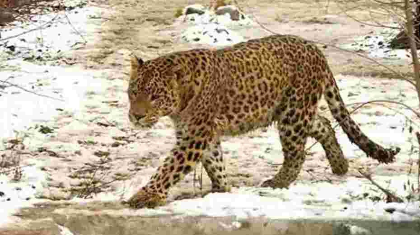 Leopard spotted in Delhi, alert issued | Latest News Delhi - Hindustan ...