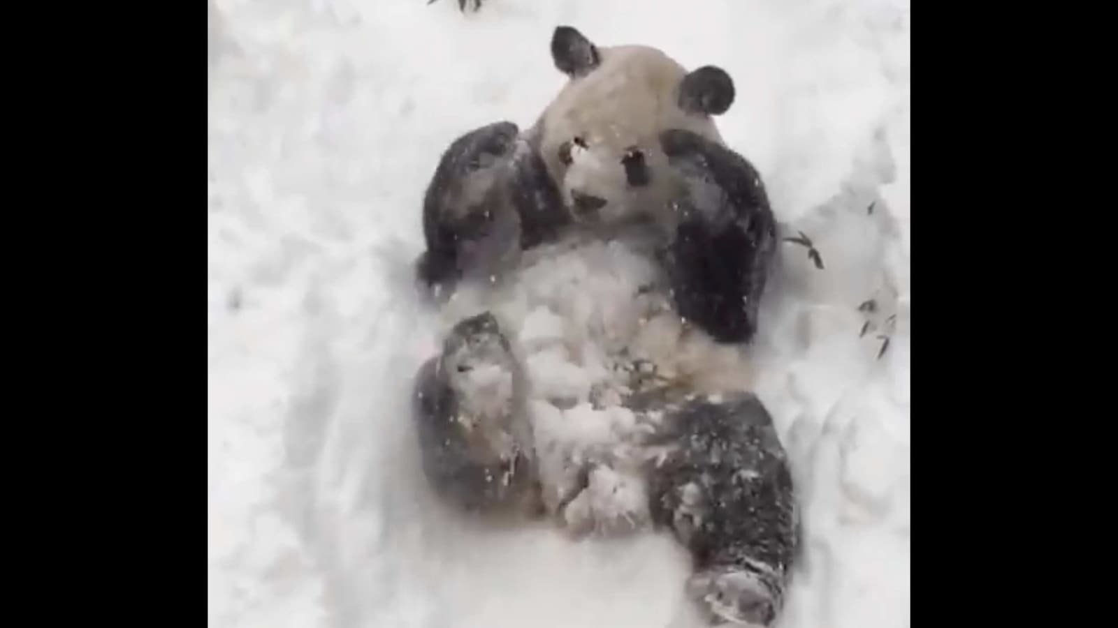 This video of a panda playing in the snow may be the best thing you’ll ...