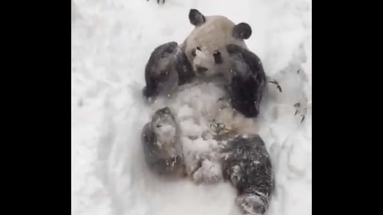 This video of a panda playing in the snow may be the best thing you’ll ...
