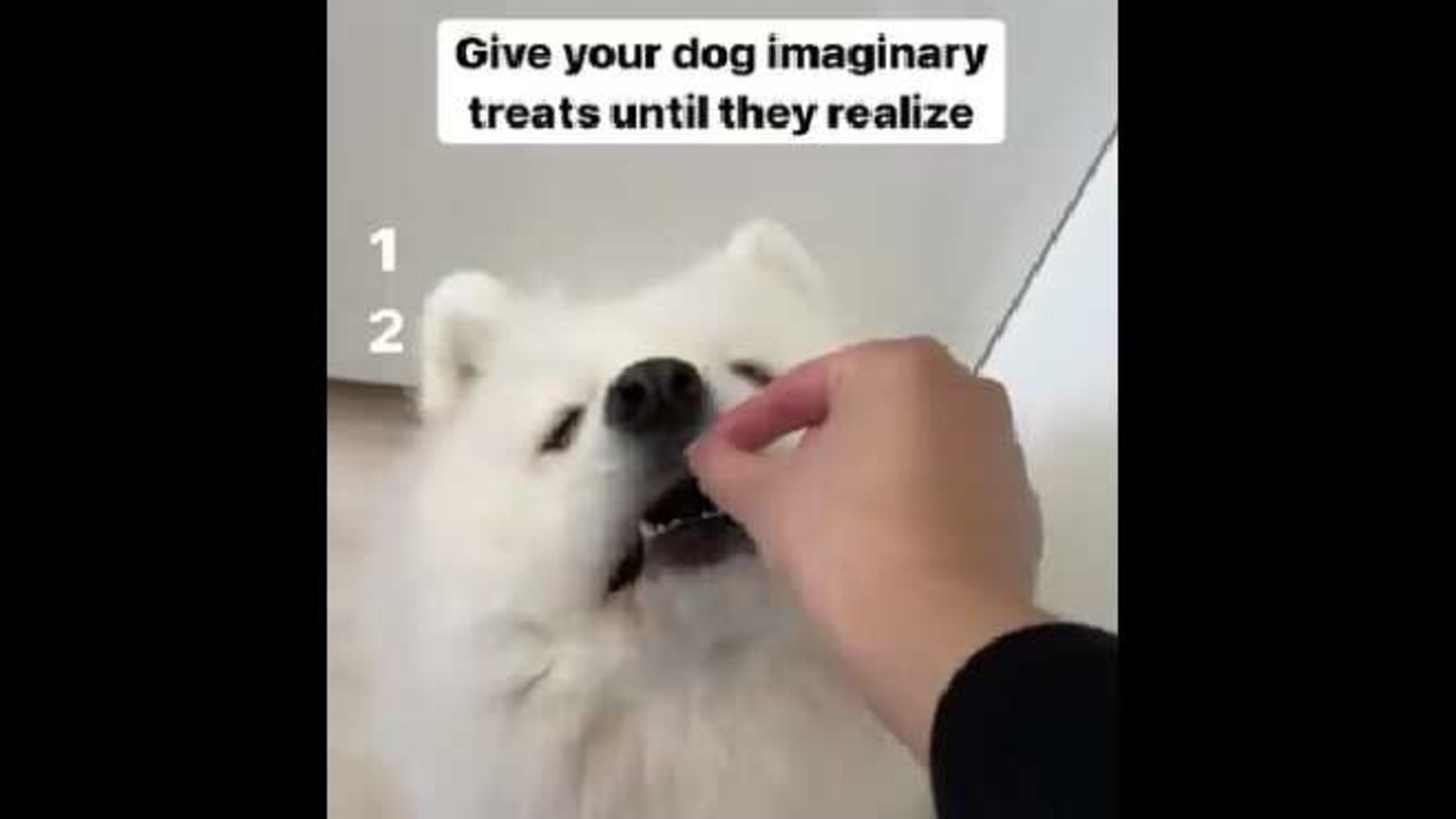 Doggo’s reaction to ‘imaginary treat challenge’ may make you gush and ...