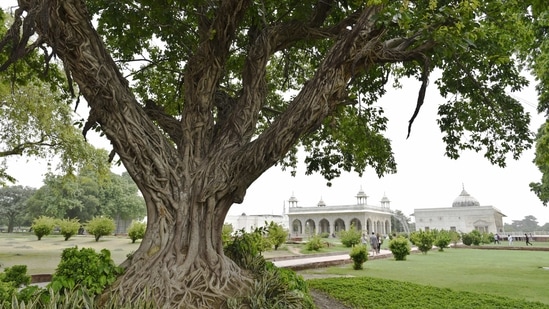 Photos: Delhi’s iconic trees in the wake of SC’s report on “valuation ...