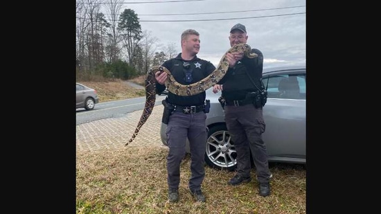 Pet boa constrictor stuck in dashboard of car rescued unharmed | Trending