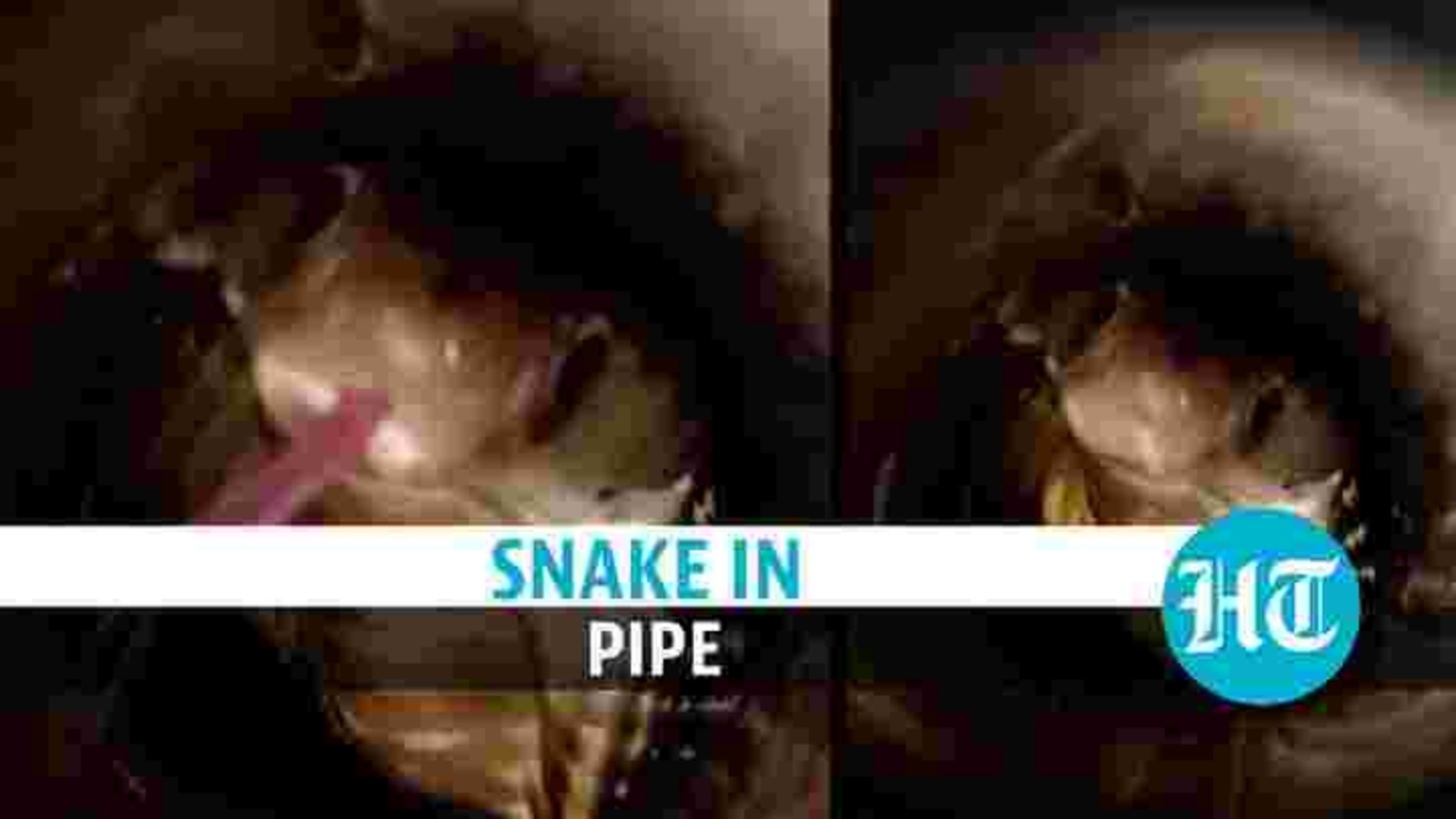 Watch: Snake inside petrol pump pipe, captured on camera | Hindustan Times