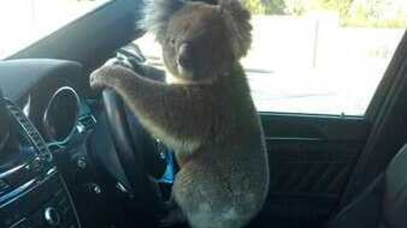 Koala causes chaos while trying to cross highway, rescued later | Trending