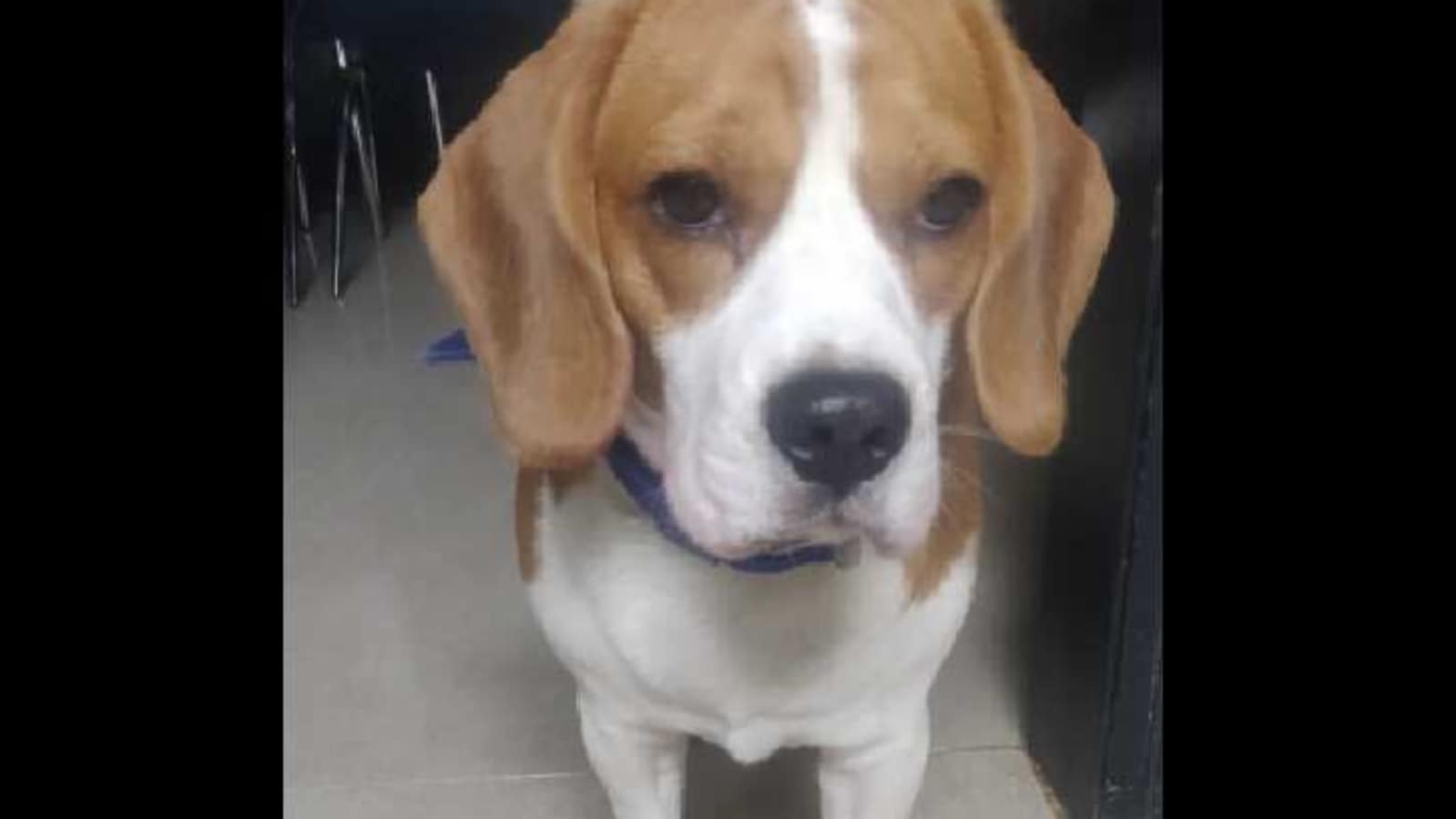 Doggo caught ‘red handed’ after stealing. Its expression will crack you ...