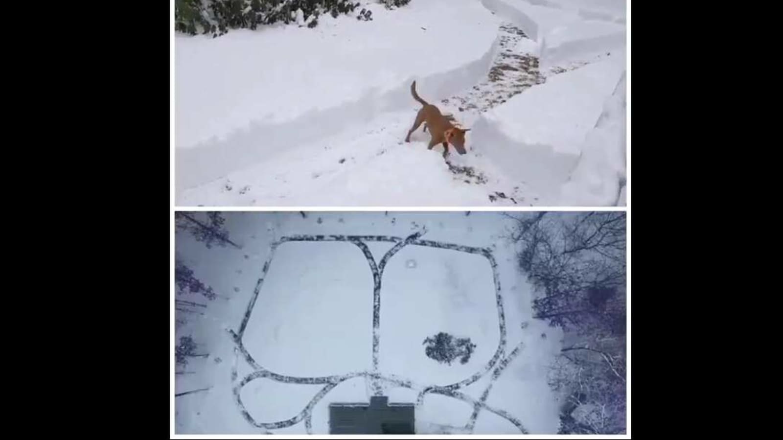 Pet parent creates a racetrack in backyard for dogs, it’s adorable ...