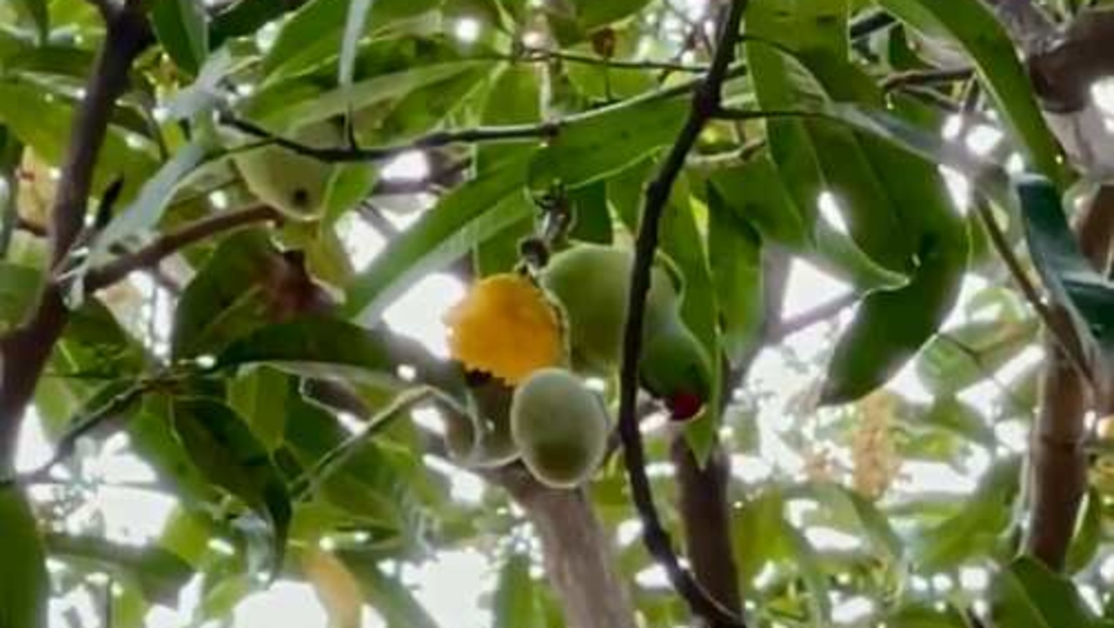 Dia Mirza shares video of cute mango ‘thief’. It’s a parrot | Trending