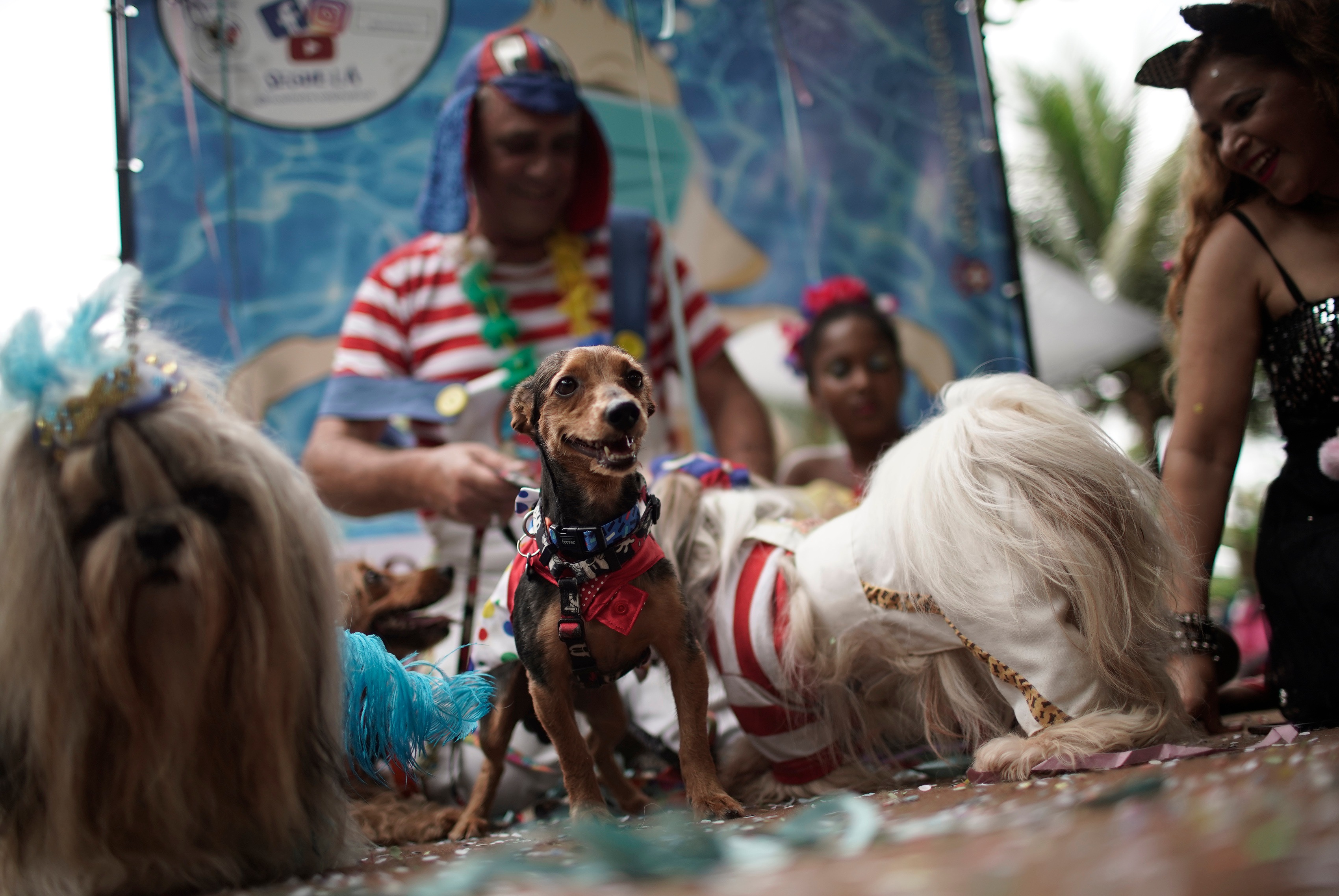 Pet lovers gather for annual dog carnival parade in Rio de Janeiro. See ...