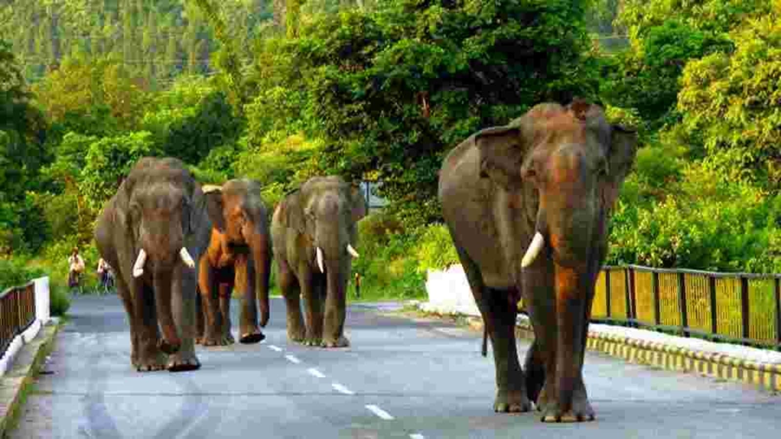 Drones to monitor the health of Odisha elephants after 6 died of ...