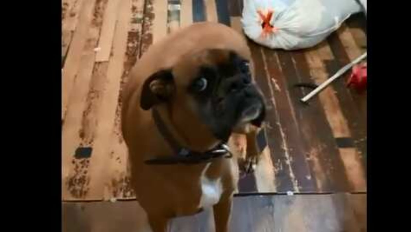 Dog follows human around, ‘pretends’ to be invisible every time he is ...