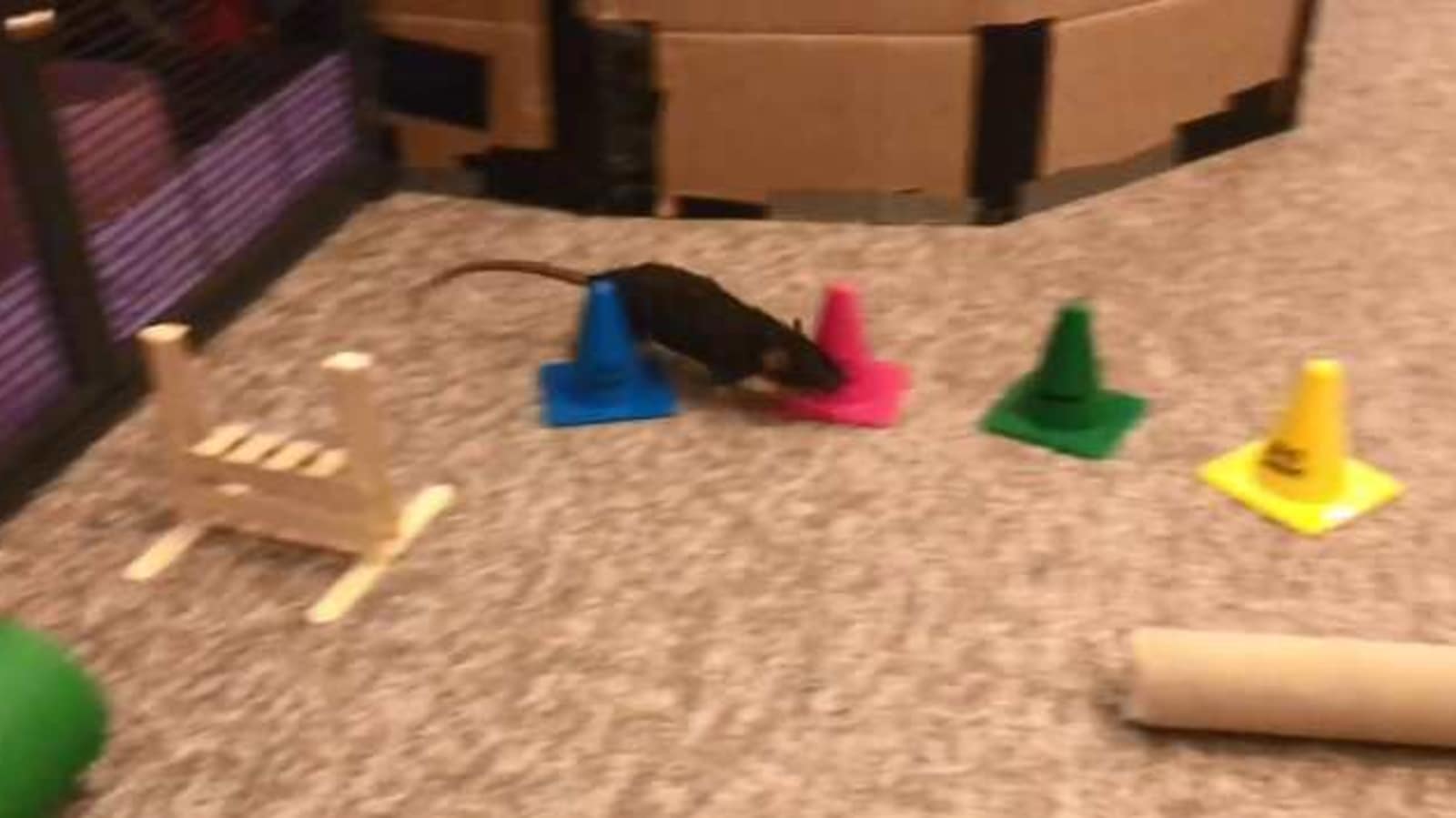 Pet rat Donut finishes agility course like a pro. Watch amazing video ...