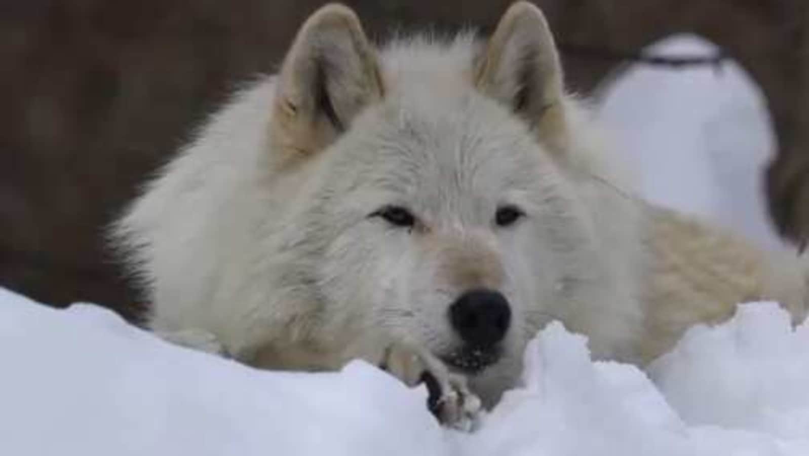 This video of a wolf in snow is oddly calming to watch | Trending