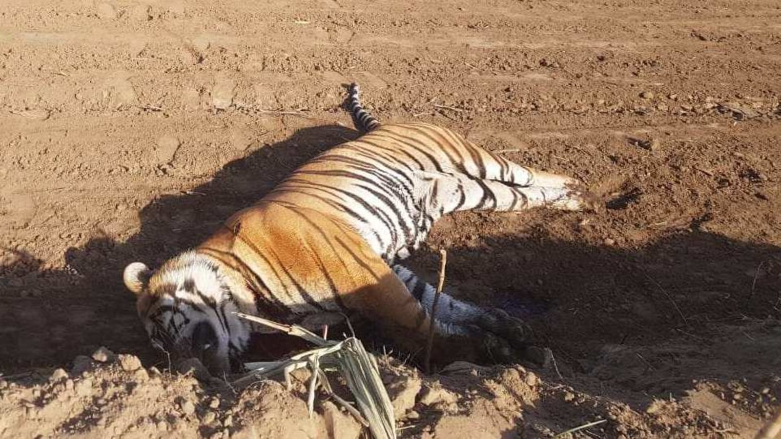 Tiger dies of electrocution in Kheri forest of Uttar Pradesh | Latest ...