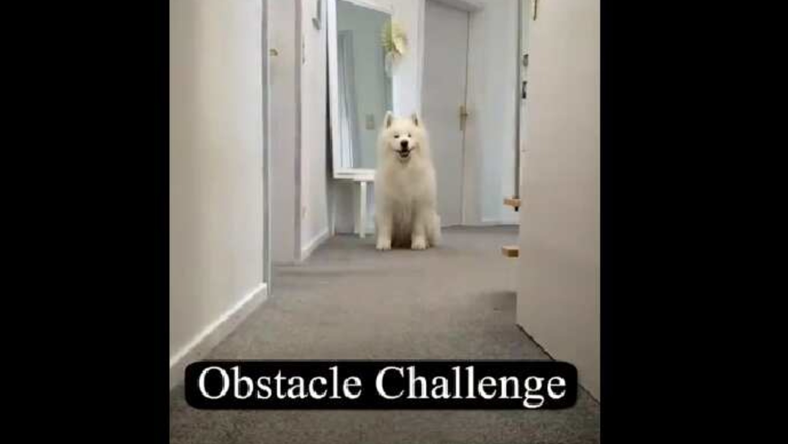 Watch: Doggo displays perfect skills to become a spy in obstacle ...