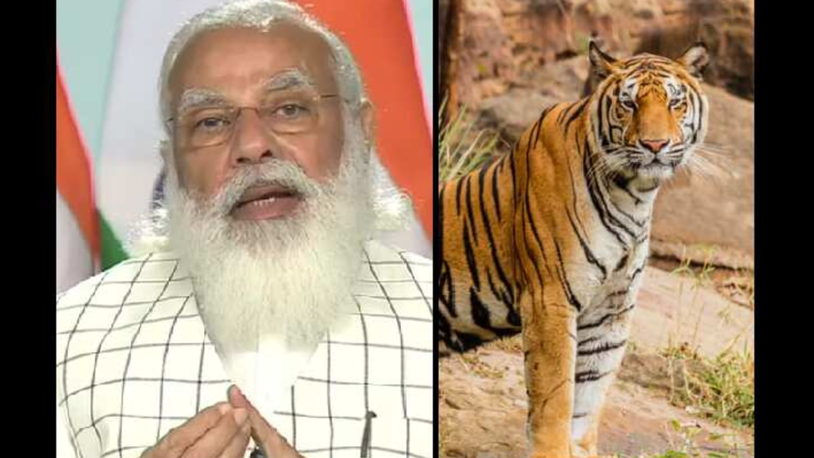 World Wildlife Day 2021: PM Modi lauds rise in big cat population ...