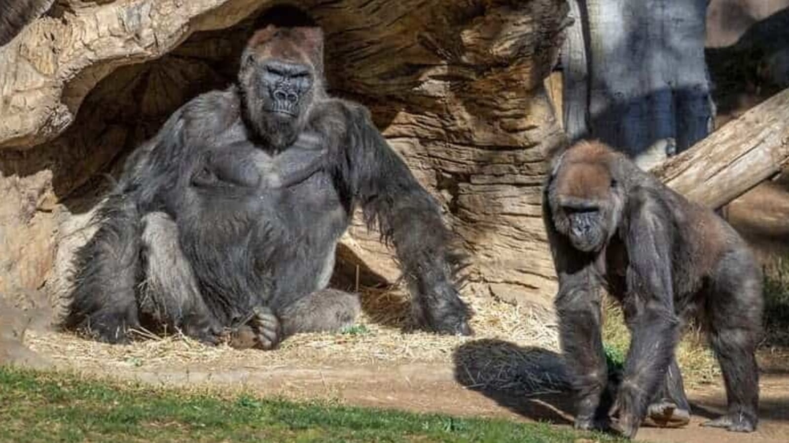 Nine great apes receive Covid shots in San Diego zoo | Trending