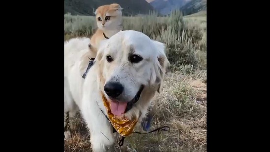 Cat enjoys hike sitting on best buddy dog’s back. Watch absolutely ...