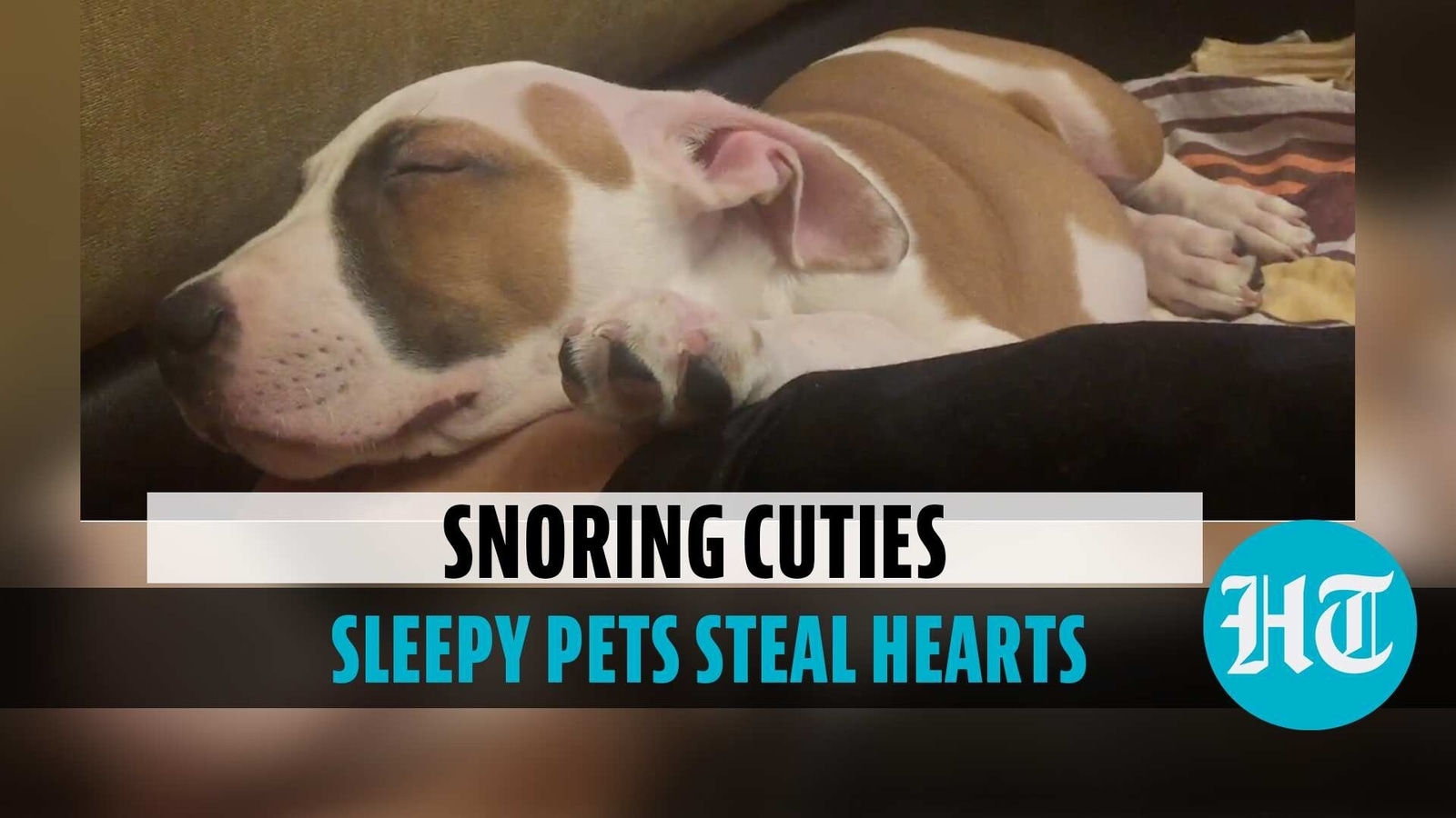 Zzz-ing into your hearts: These snoozing and snoring pets are too cute ...