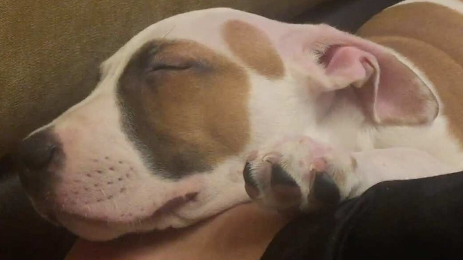 Videos of sleepy pets catching a snooze may make your heart melt | Trending