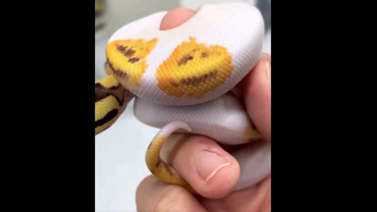 Watch: Man sells snake with smiley face emoji markings on its body for ...