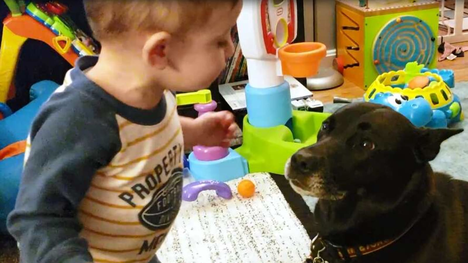 TGIF: Video of adorable babies spending time with pets is a delight to ...