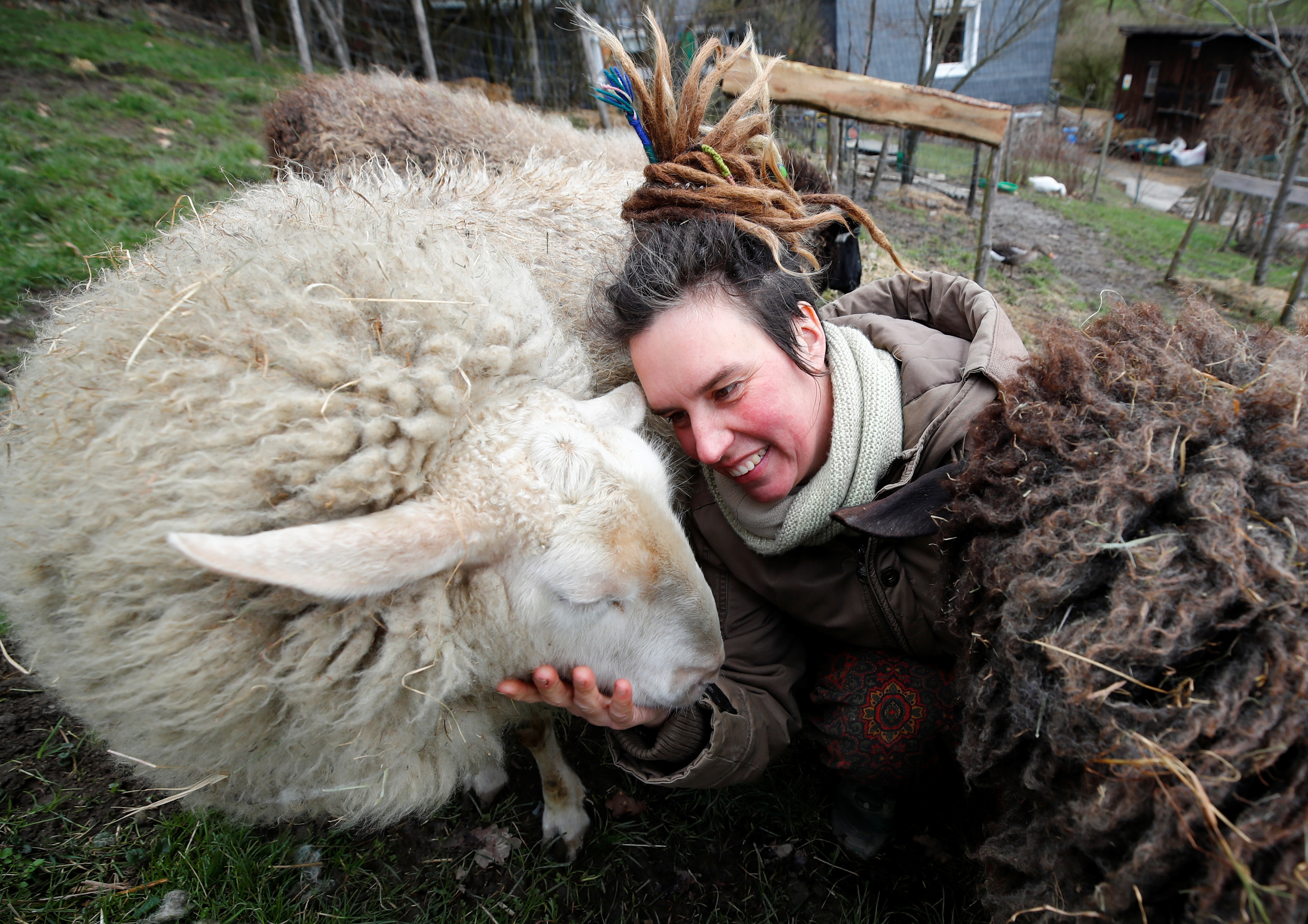 'Hug a sheep': German farm introduces free cuddling sessions to beat ...