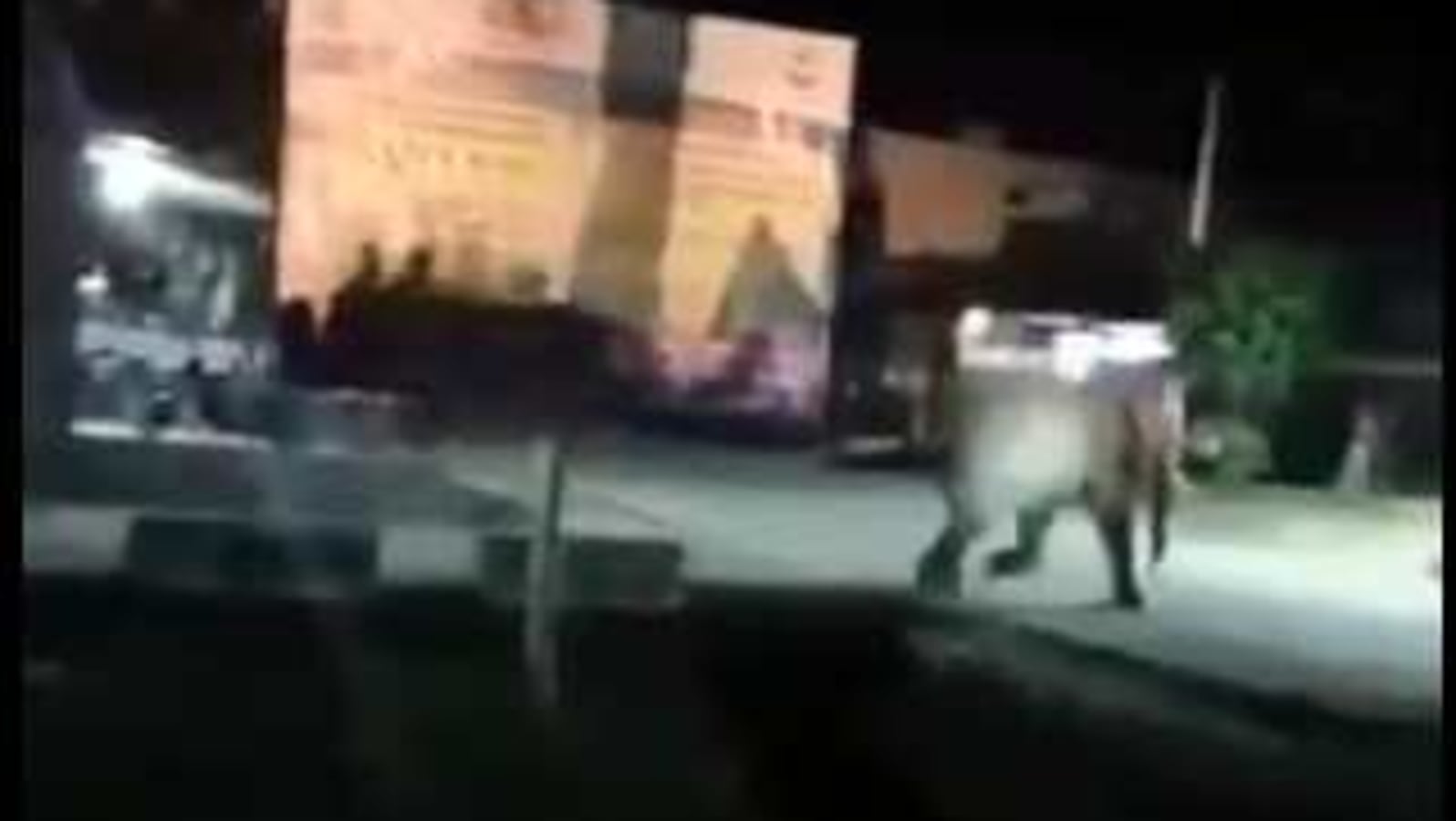 ‘Who is the animal here’: Video of people chasing an elephant sparks ...