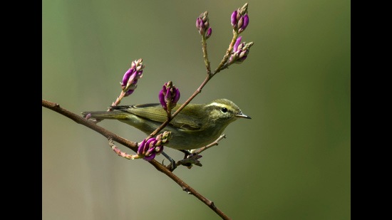Wildbuzz: Smears of spring - Hindustan Times