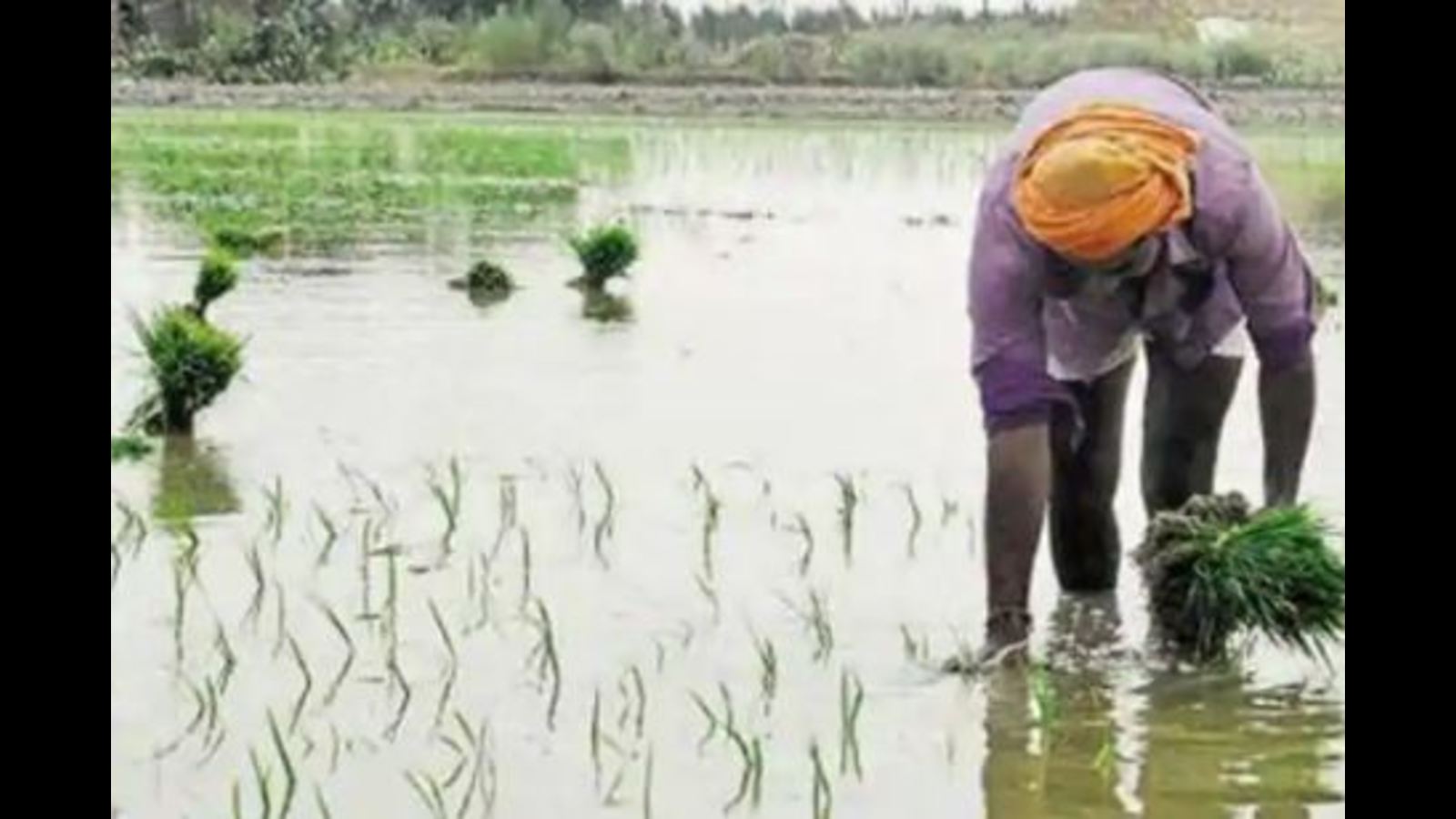 Punjab plans to double area under direct rice seeding this kharif ...