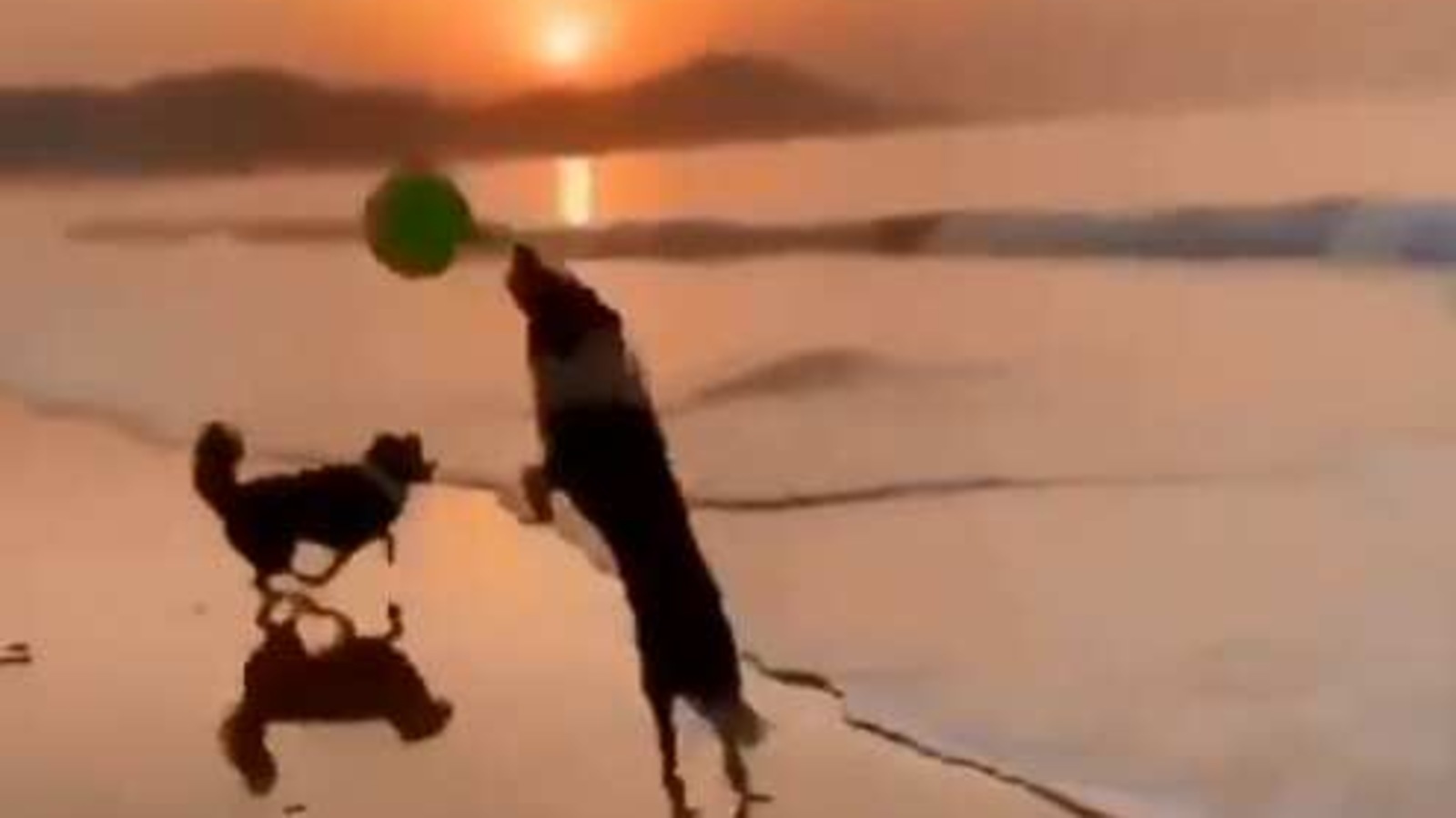 Dogs play with a balloon on a beach, video is oddly calming to watch ...