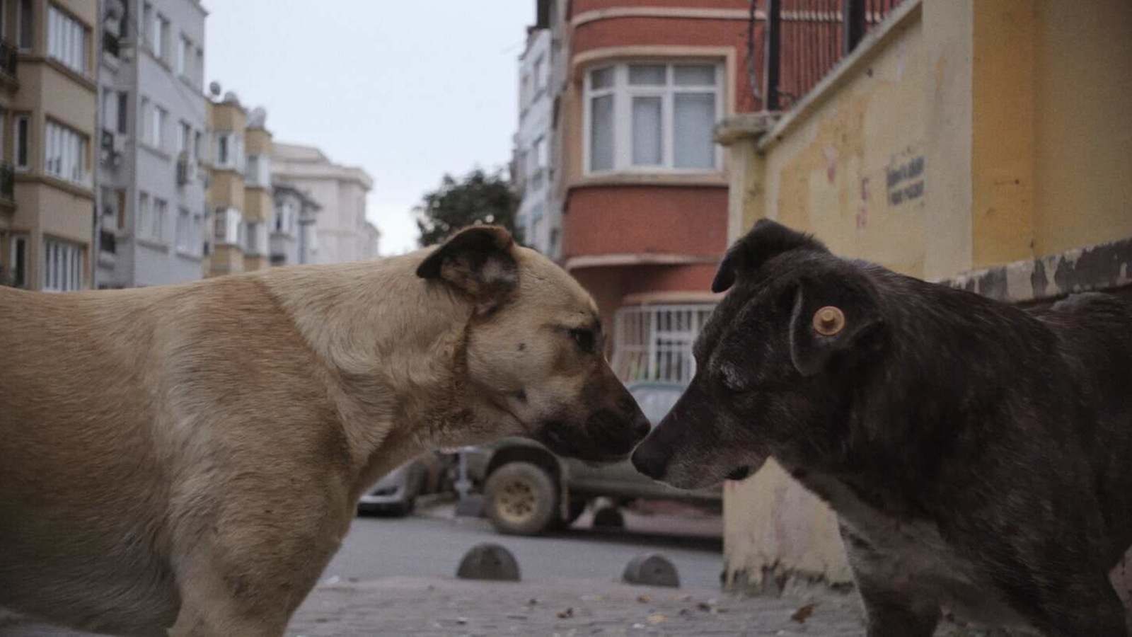 Three stray dogs in Istanbul get starring roles in a new film | Trending