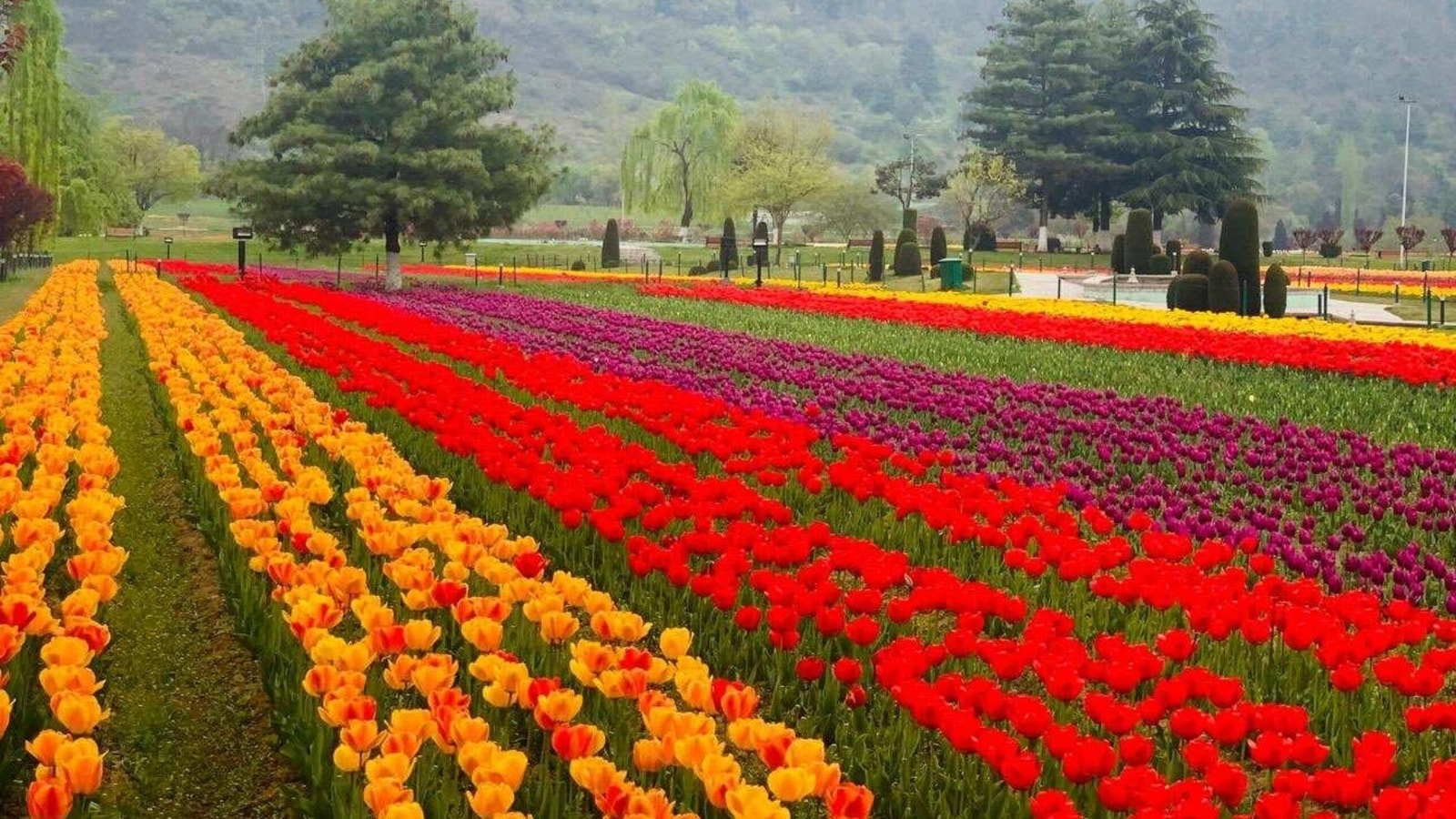 PM Modi shares incredible pics of majestic tulip garden in Jammu and ...
