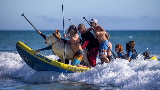 Surfing pet goat coolly rides the waves in California | Trending