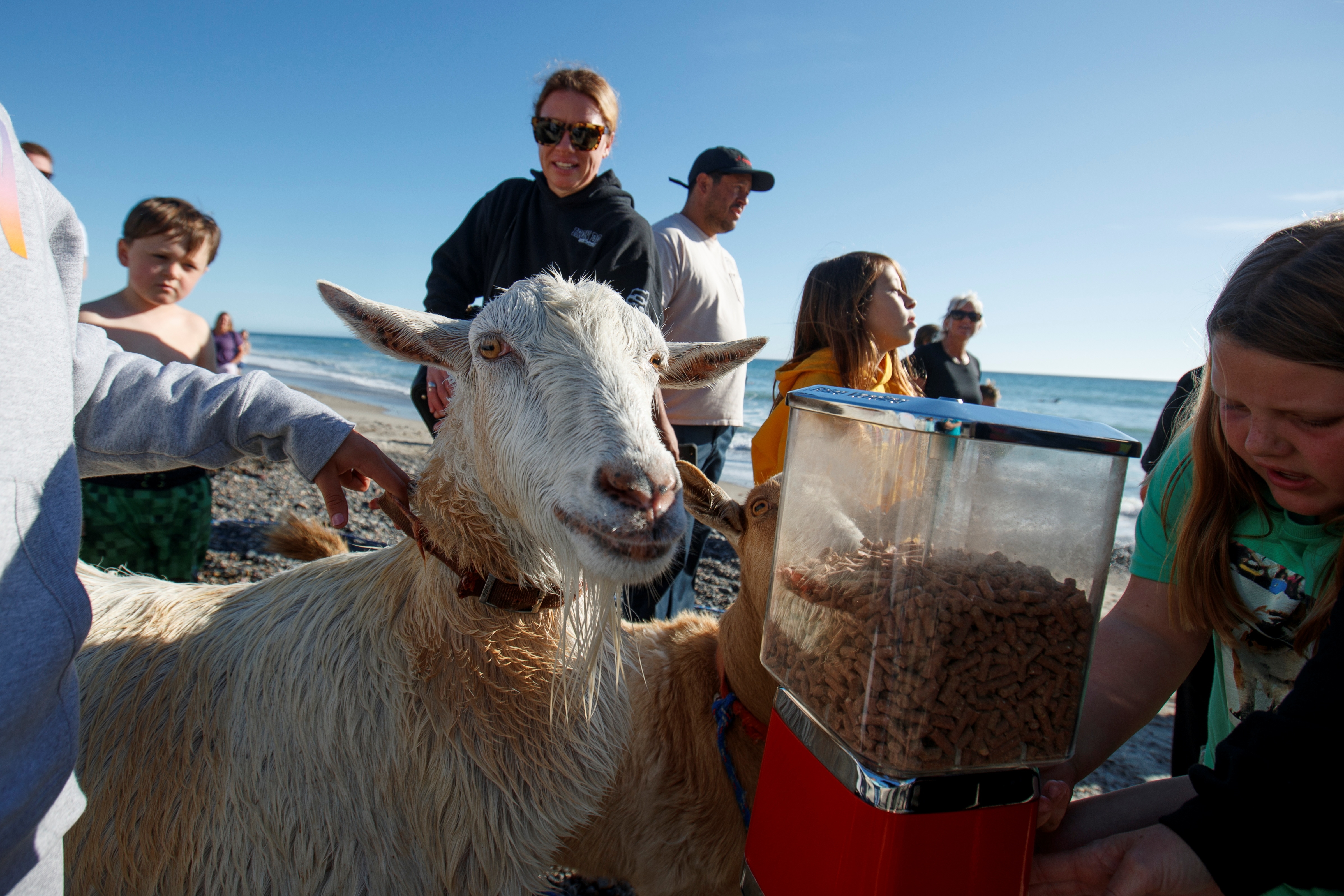Surfing pet goat coolly rides the waves in California | Trending