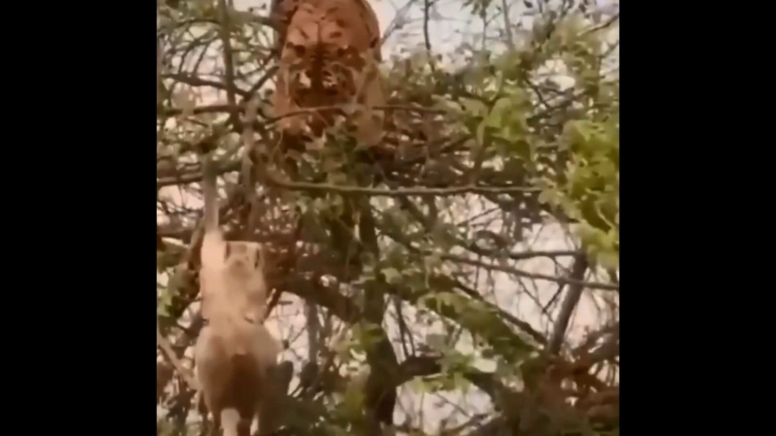 Monkey escapes tiger attack by tricking the big cat. Watch incredible ...