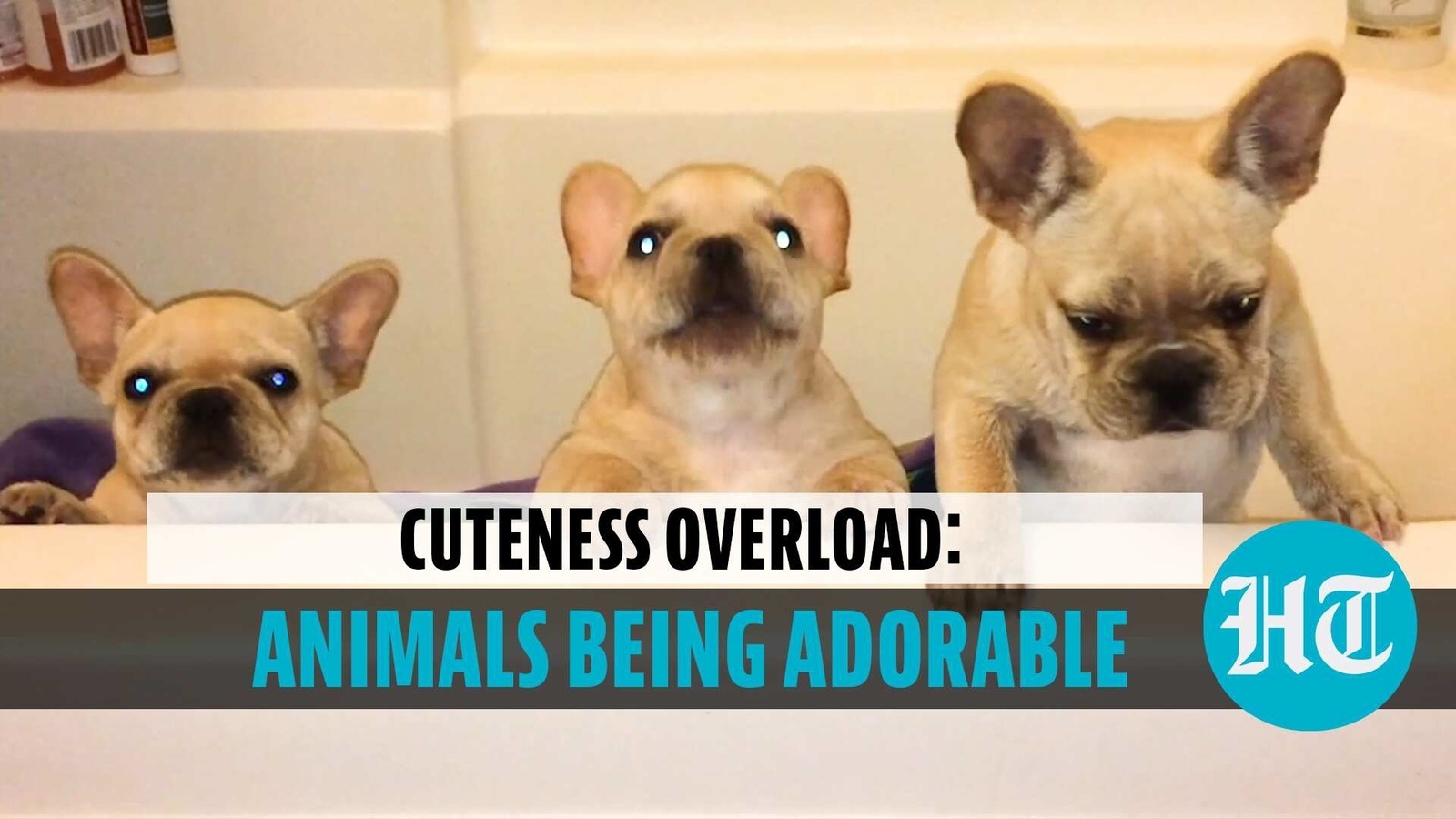 Animals being cute! | Hindustan Times