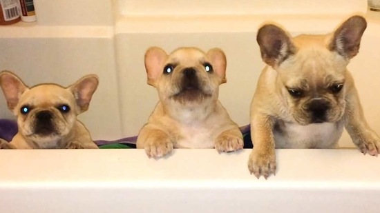 These ‘talking’ pets may win your heart with their antics | Trending ...