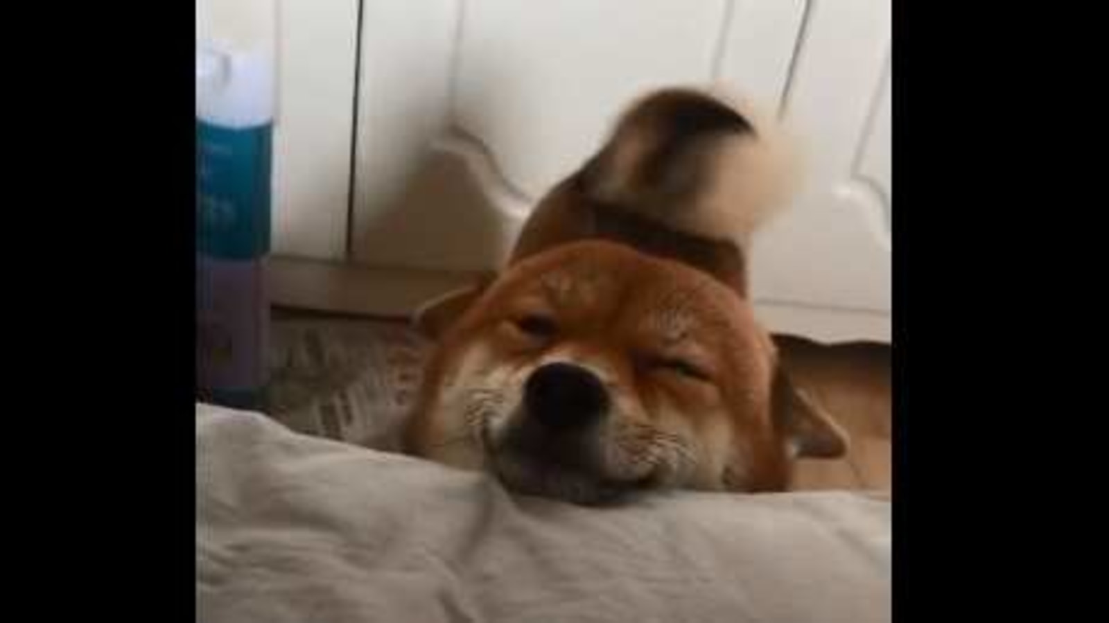 Happy doggo wakes human up with cheerful tail wiggles. You’ll love the ...