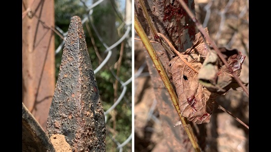 Wild Buzz: Embers of spring | Hindustan Times