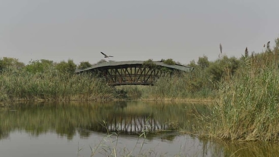 Delhi’s ‘lone’ yellow Palash tree in full bloom in Yamuna biodiversity ...